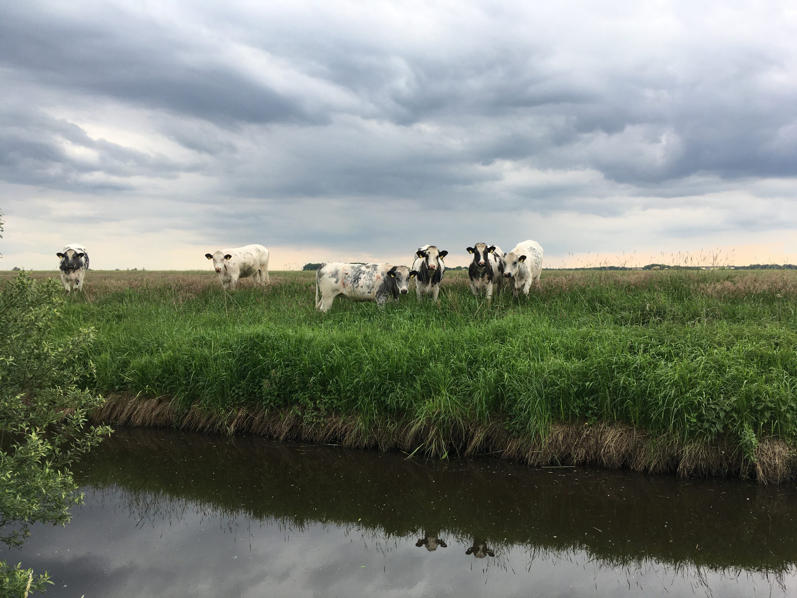 24.08.21: Wie sieht die Weidehaltung in der Zukunft aus? Virtuelle ...